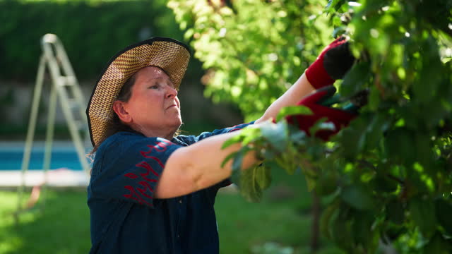 Create a Food Forest in Your Backyard - The Urban Homesteading Project